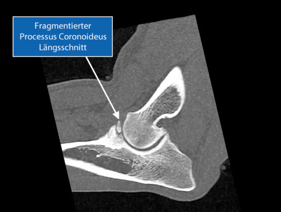 Ellbogendysplasie (ED) beim Hund - Tierklinik Sattledt