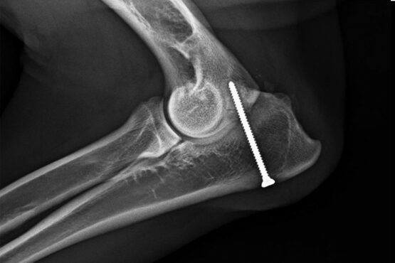 Ellbogendysplasie (ED) beim Hund - Tierklinik Sattledt