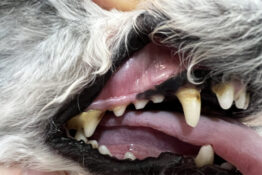 Milztumor beim Hund (Hämangiosarkom) - Tierklinik Sattledt